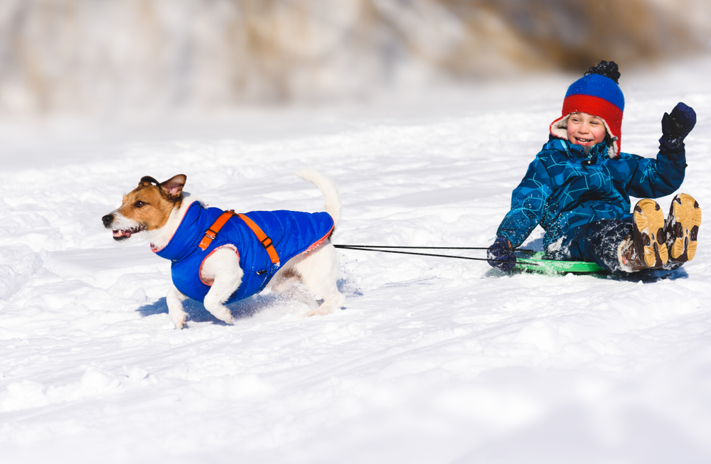 6 Tips to Ensure Your Pet Stays Safe in Cold Weather | Bayside Animal ...