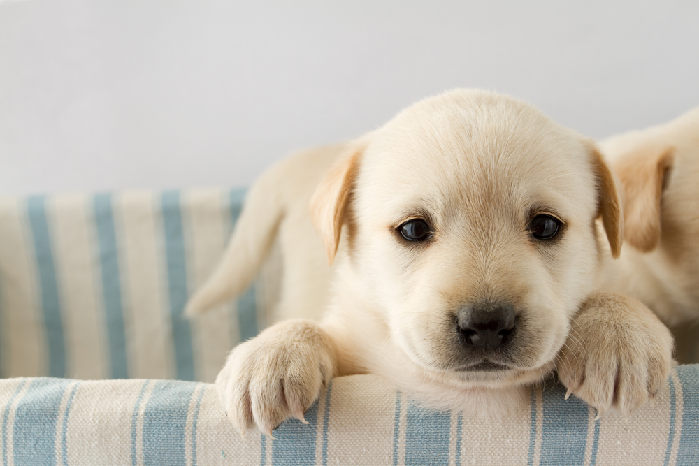 4 Tips to Set Your Puppy Up for Success | Bayside Animal Hospital ...