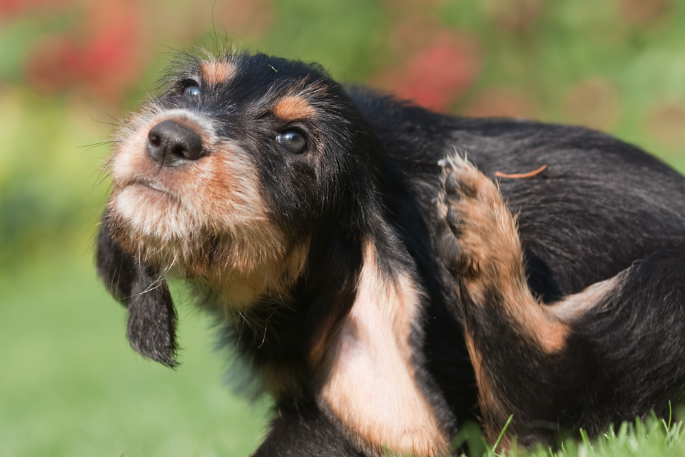 Allergy 101: The Itchy Pet | Bayside Animal Hospital | Bayside Animal ...
