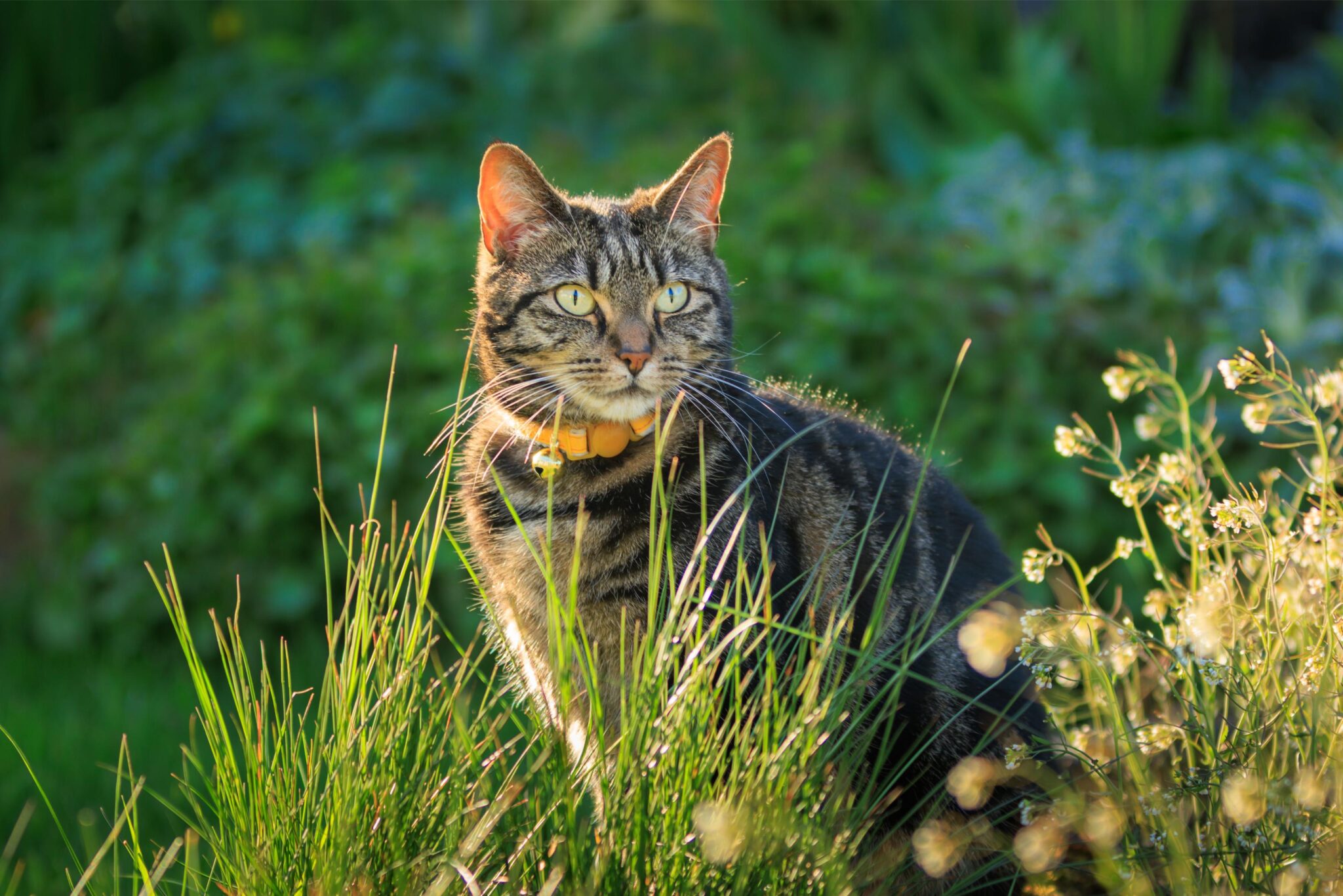 Capillaria In Cats | Bayside Animal Hospital